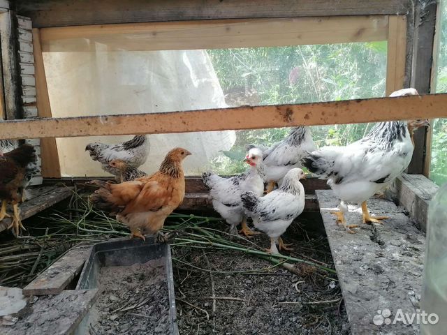 Цыплята, несушки мясной породы