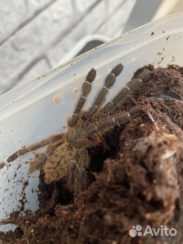 Паук птицеед