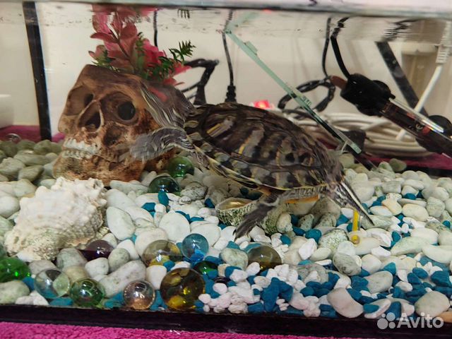 Красноухая черепаха с аквариумом 60л