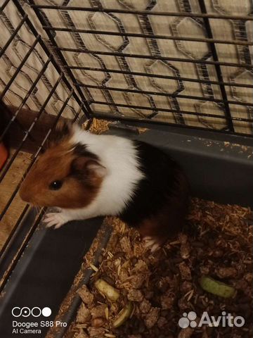 Морская свинка