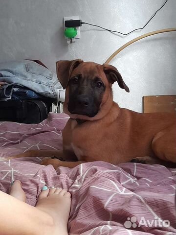 Собака в добрые руки