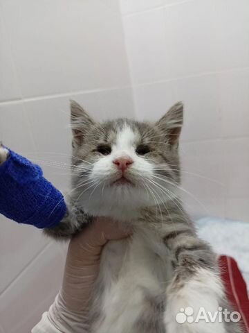 Котенку нужен дом временный или постоянный