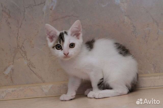 Белый котенок Кузьмич в добрые руки