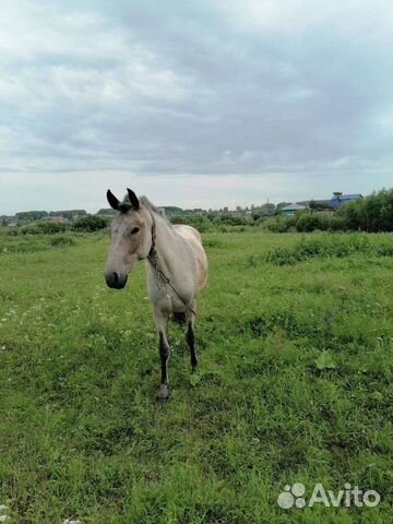 Продам лошадь (кобылу)