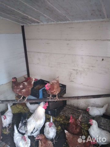 Куры несушки