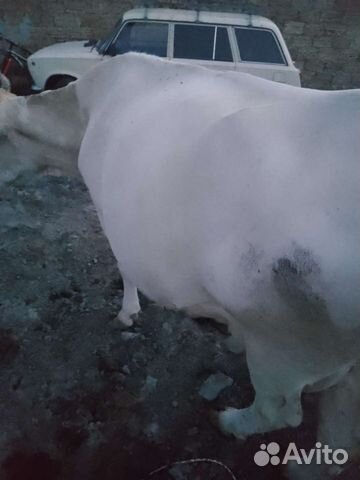 Коровы дойные молочные