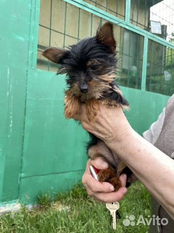 Йоркширский терьер