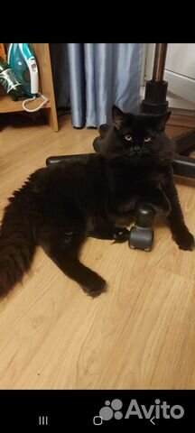 Отдам бесплатно кота