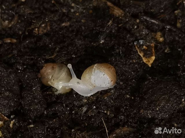 Улитки ахатины бесплатно