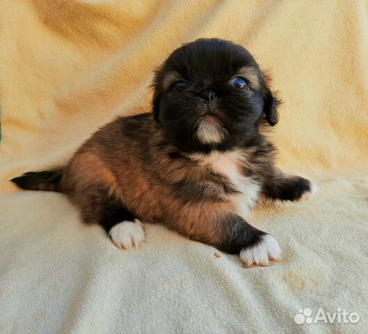 Собаки щенки пекинес продажа