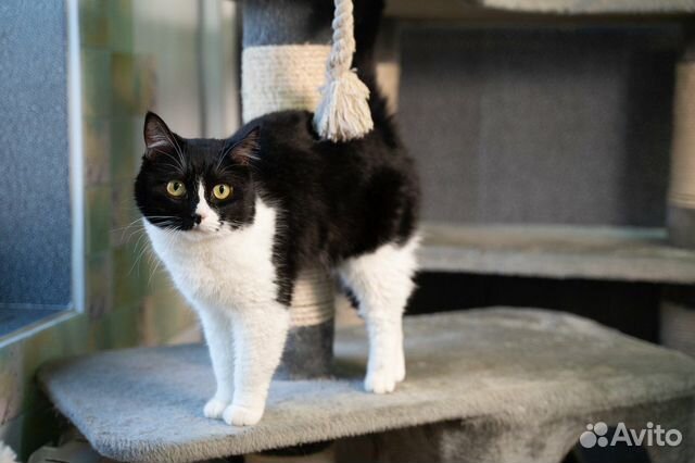 Кошка Мона в добрые руки