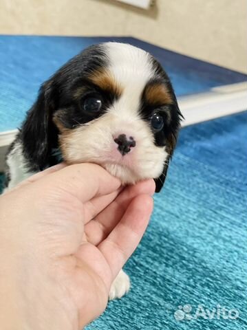 Кавалер Кинг чарльз спаниель. Красотка Нюта