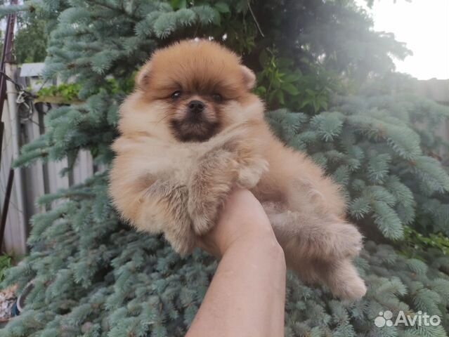 Мальчишки мимишки. Документы