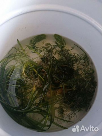 Прополка аквариумных растений