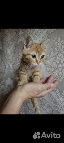 Котёнок 2,5 месяца