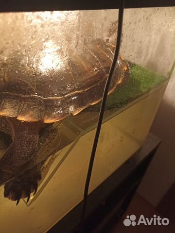 Отдам в добрые руки красноухую черепаху