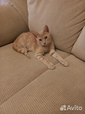 Прикольный ласковый мальчик Персик 5 мес ищет дом