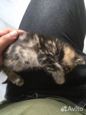 Отдам котят в хорошие руки