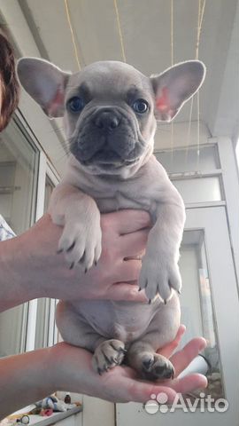 Французский бульдог щенки