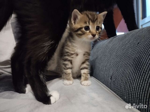 Кошка