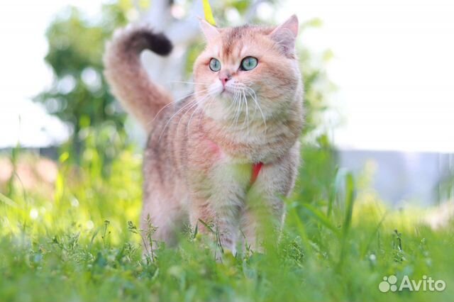 Шикарный котик (3 года)