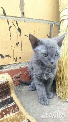 Котята сфинкс