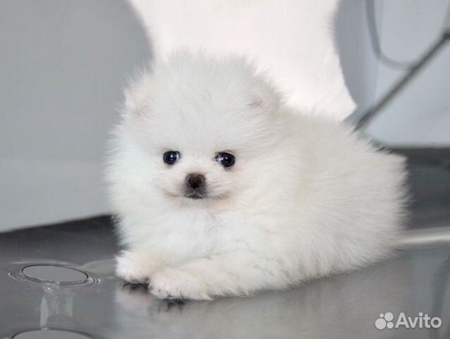 Белые красавчики, красивые мини-шпицы