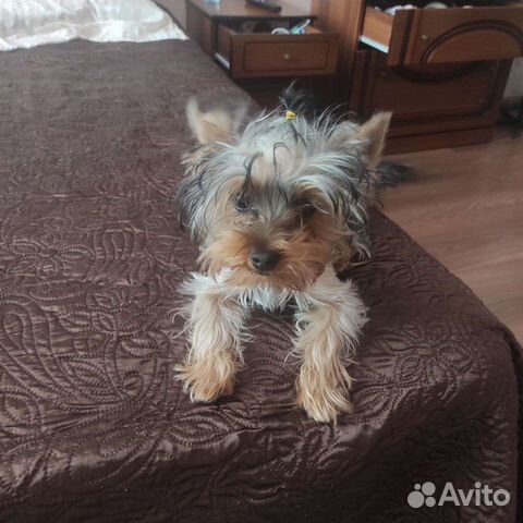 Йоркширский терьер щенки