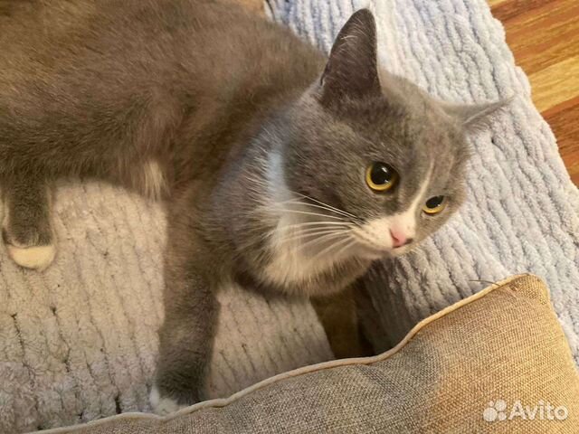 Кошка в дар бесплатно