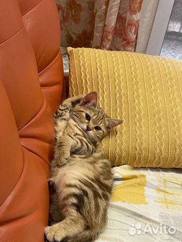 Кошечка ищет добрые руки