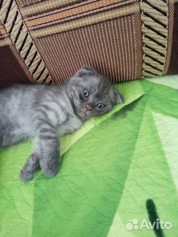 Британские котята