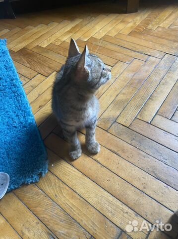 Кошка