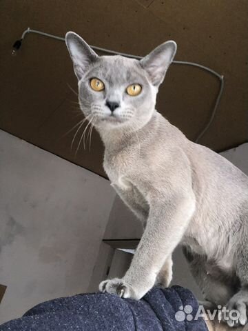 Бурманская