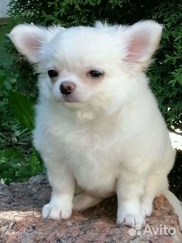 Девочка чихуахуа длиношерстная