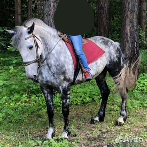Продам кобылу