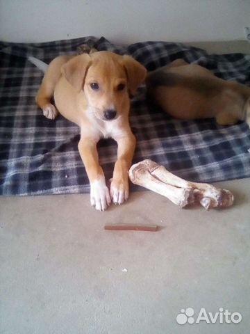 Девочка.Щеночек