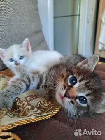 Котята