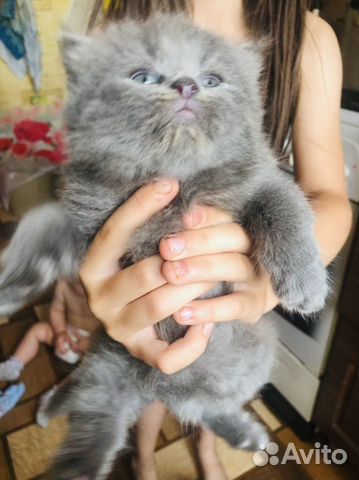 Британские котята