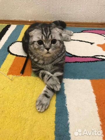 Шотландский вислоухий кот