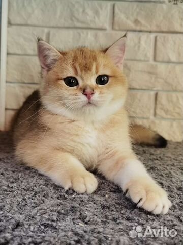 Чистейшее британское золото