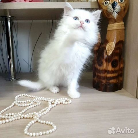 Турецкая ангора девочка