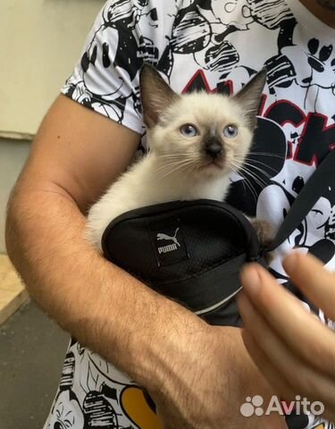 Тайский котёнок
