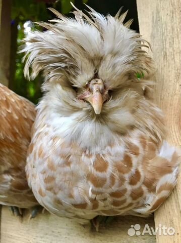 Падуаны шамоа