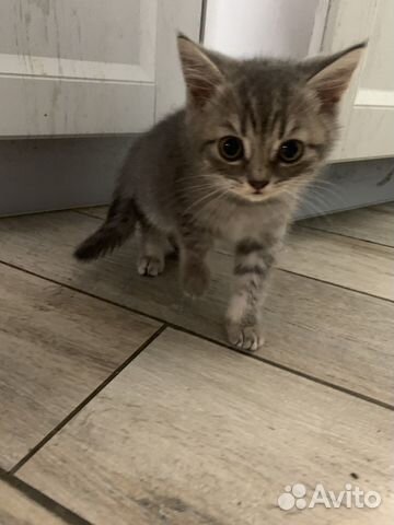 Шотландская кошечка в добрые ручки