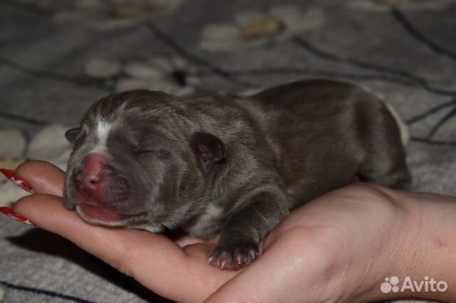 Голубое счастье