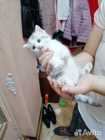 Кошки шотландцы