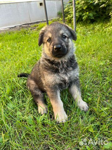 Щенки восточноевропейской овчарки от отца чемпиона