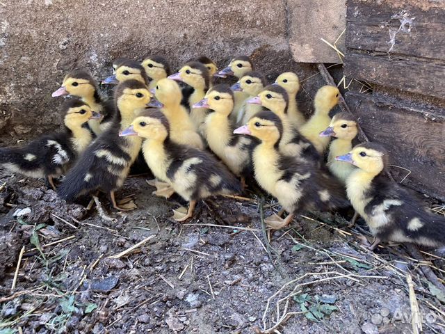 Утята с уткой