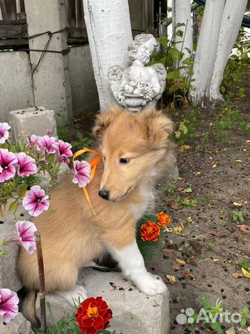 Щенки шелти мальчики