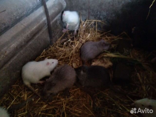 Нутрии на племя